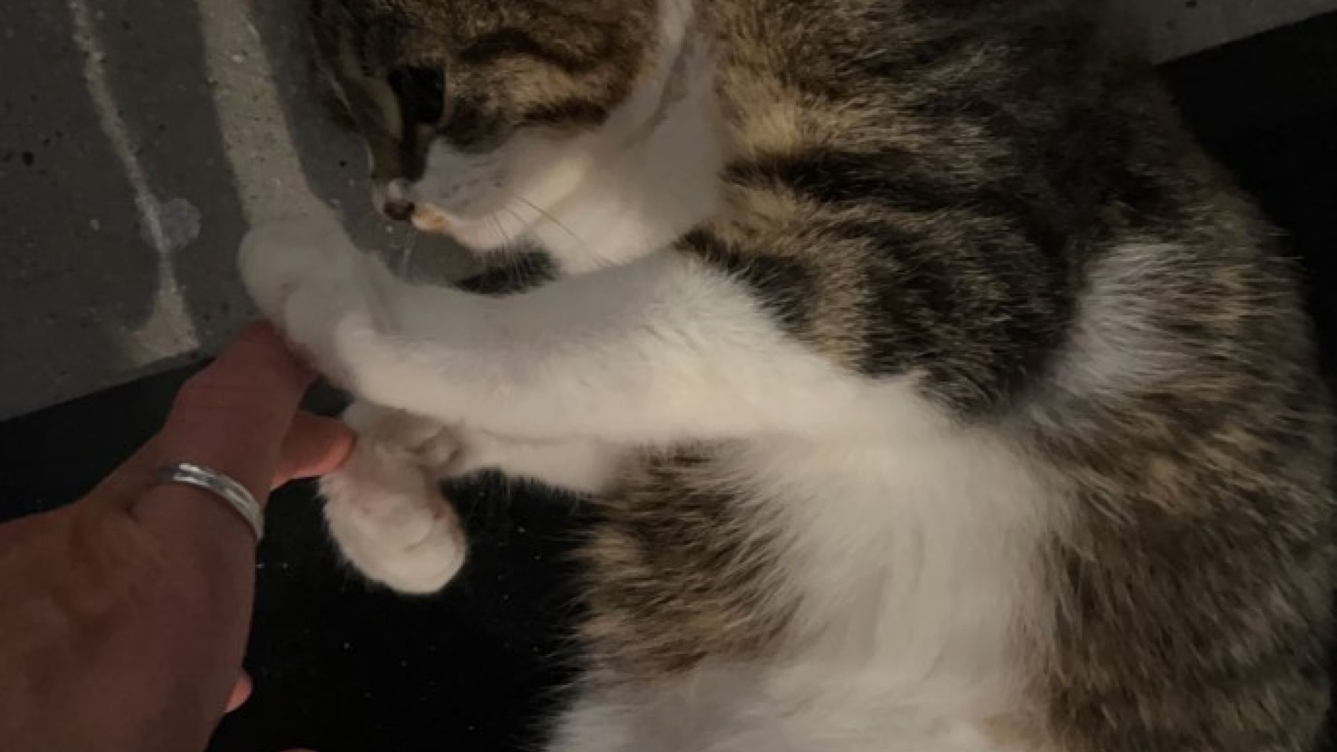 Killing skudt med haglgevær | Dyrenes Beskyttelse